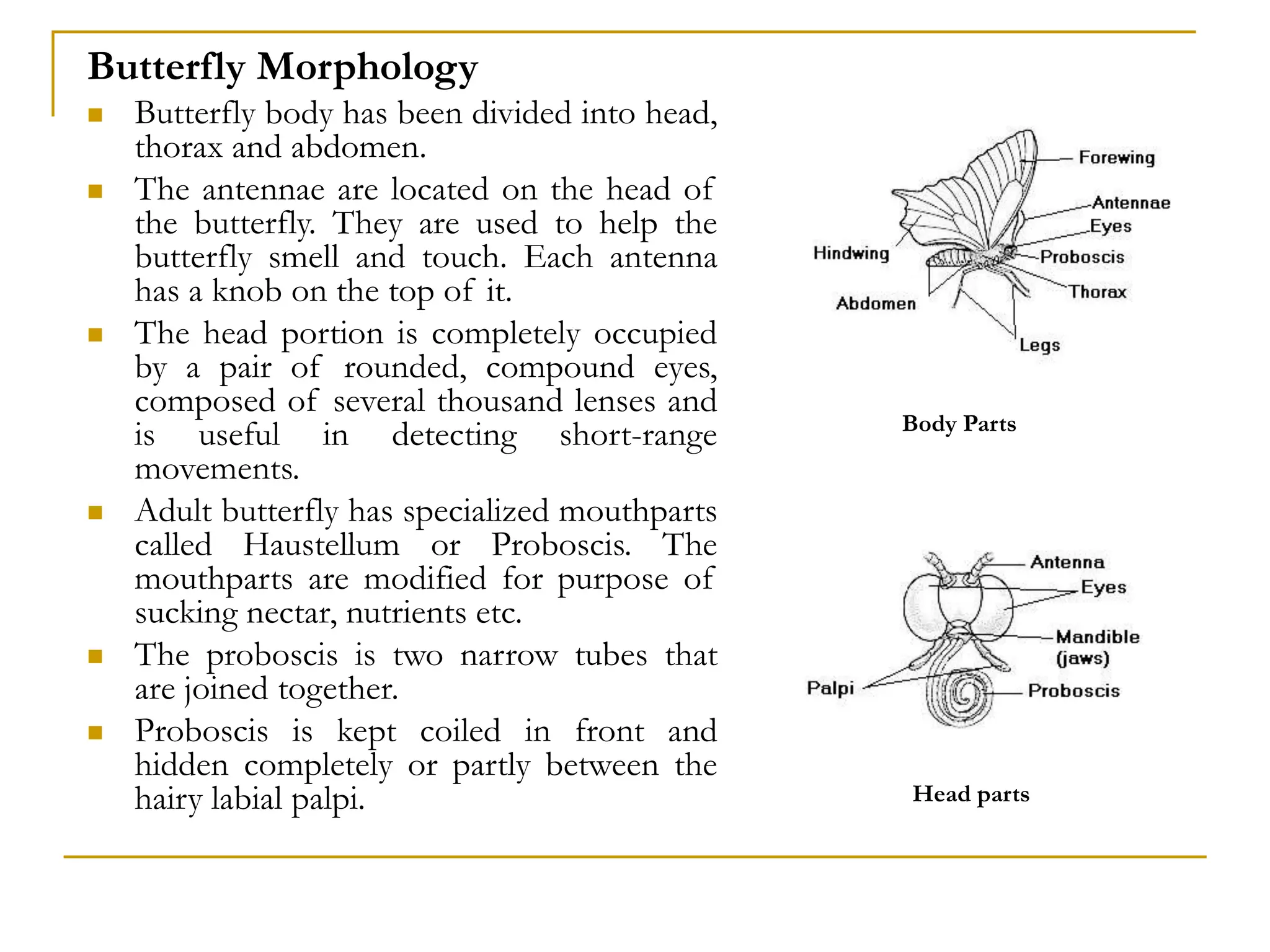Butterfly_sameer_29dec2006 vs Moth and the difference and similarities ...