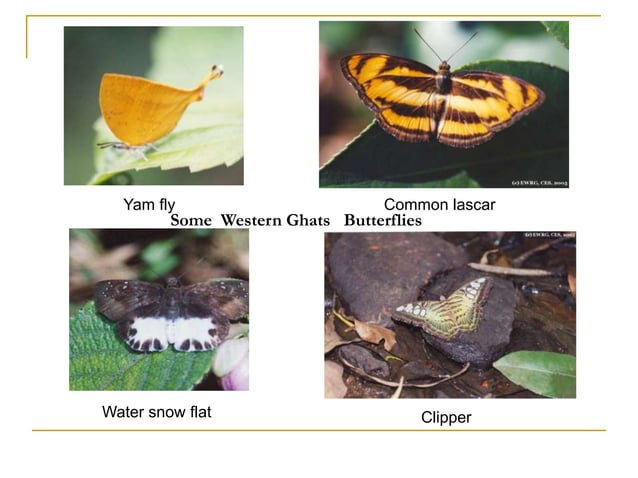 Butterfly_sameer_29dec2006 vs Moth and the difference and similarities ...