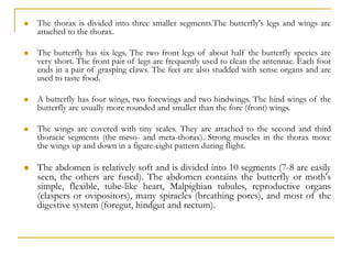 Butterfly_sameer_29dec2006 vs Moth and the difference and similarities ...