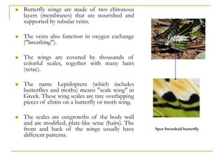 Butterfly_sameer_29dec2006 vs Moth and the difference and similarities ...