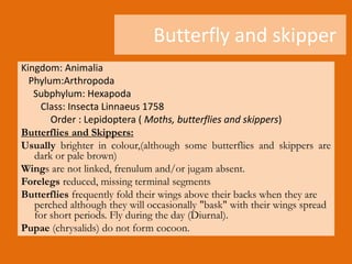 Butterfly of UBKV (Family : Satyridae) | PPTX