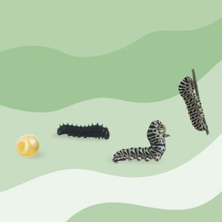 Butterfly see_how_they_grow_ | PDF