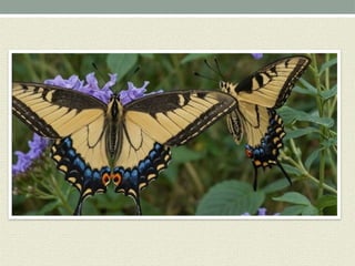 Butterfly Types A Fascinating World of Color and Diversity.pptx