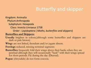 Butterfly of ubkv (Family Nymphalidae) | PPTX
