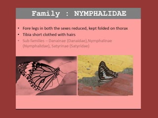 Nymphalidae Forelegs