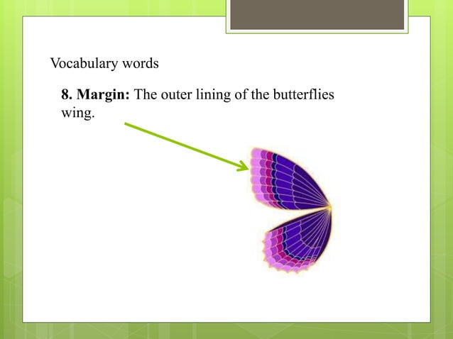 The butterfly_vocab_parts_and cycle.ppt