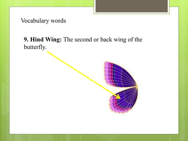 The butterfly_vocab_parts_and cycle.ppt