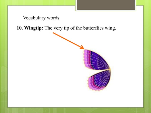The butterfly_vocab_parts_and cycle.ppt
