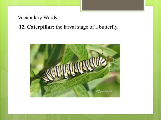 The butterfly_vocab_parts_and cycle.ppt