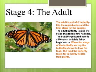 The butterfly_vocab_parts_and cycle.ppt