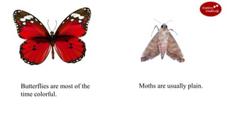 Butterfly vs moth | PDF