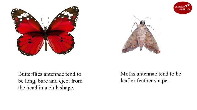 Butterfly vs moth | PDF