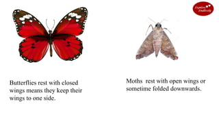 Butterfly vs moth | PDF