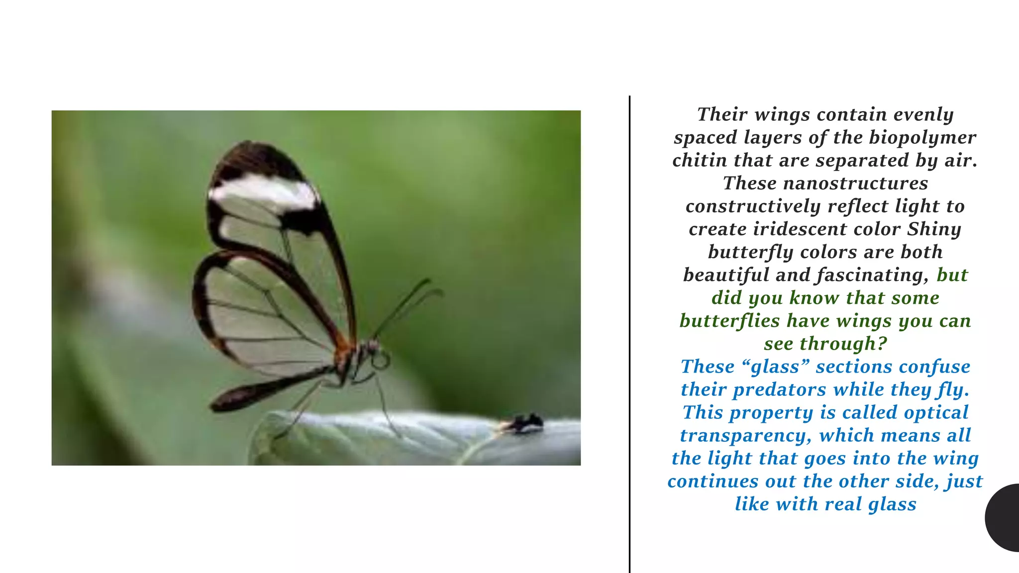 Butterfly wings inspire new research.pptx