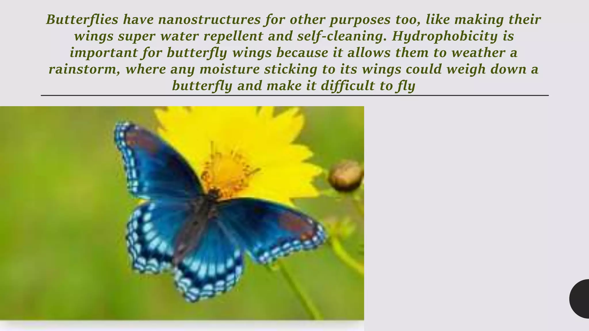 Butterfly wings inspire new research.pptx