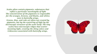 Butterfly wings inspire new research.pptx