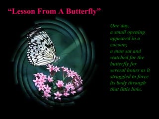Butterfly wisdom | PPS