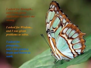 Butterfly wisdom | PPS