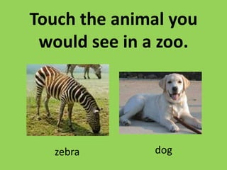 Animals | PPTX