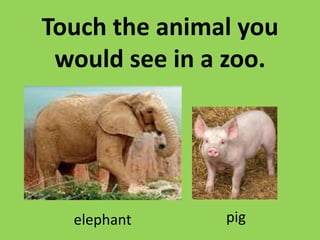 Animals | PPTX