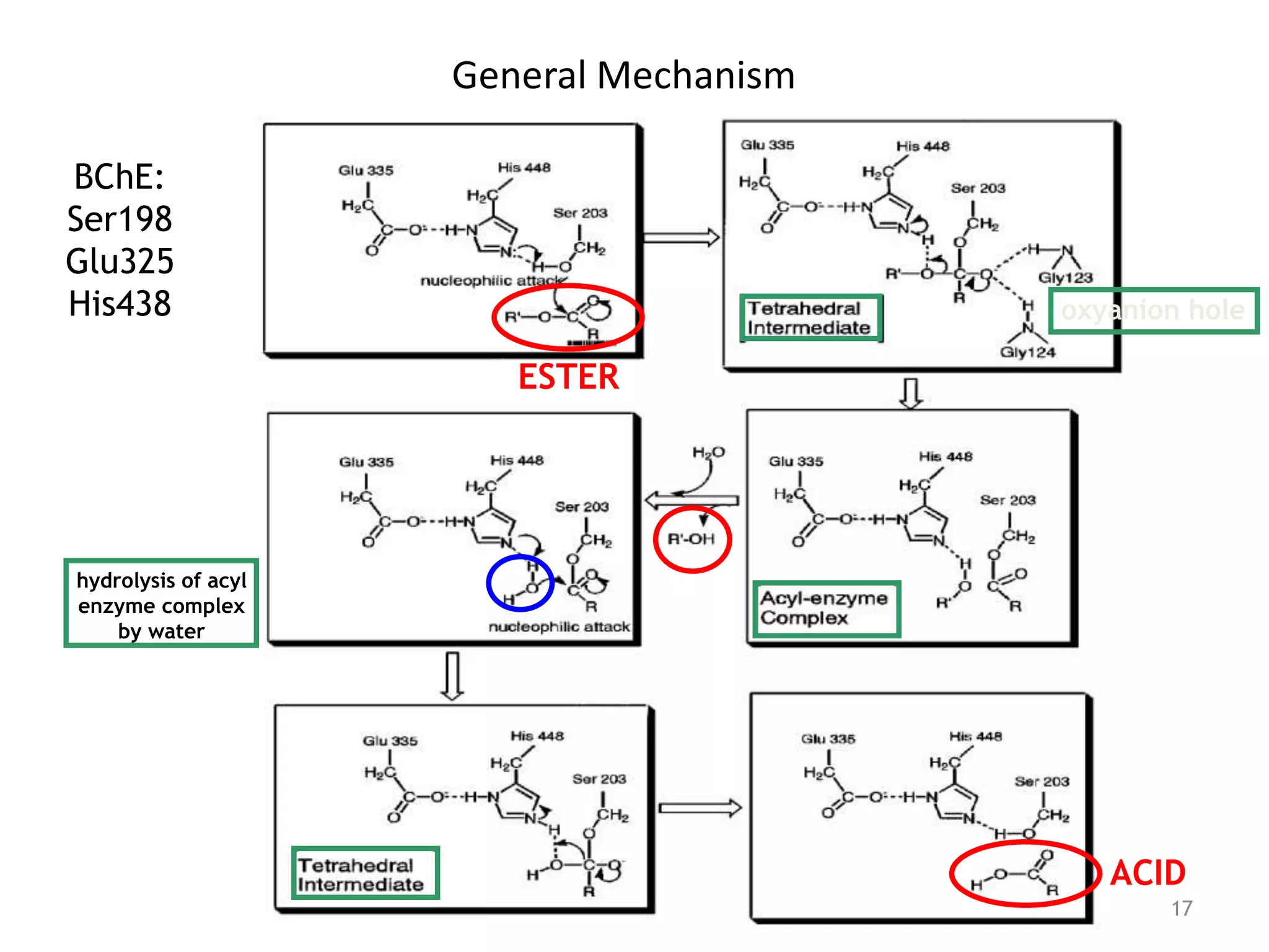 Butyrylcholinesterase Overview: Substrates Inhibitors Structure ...