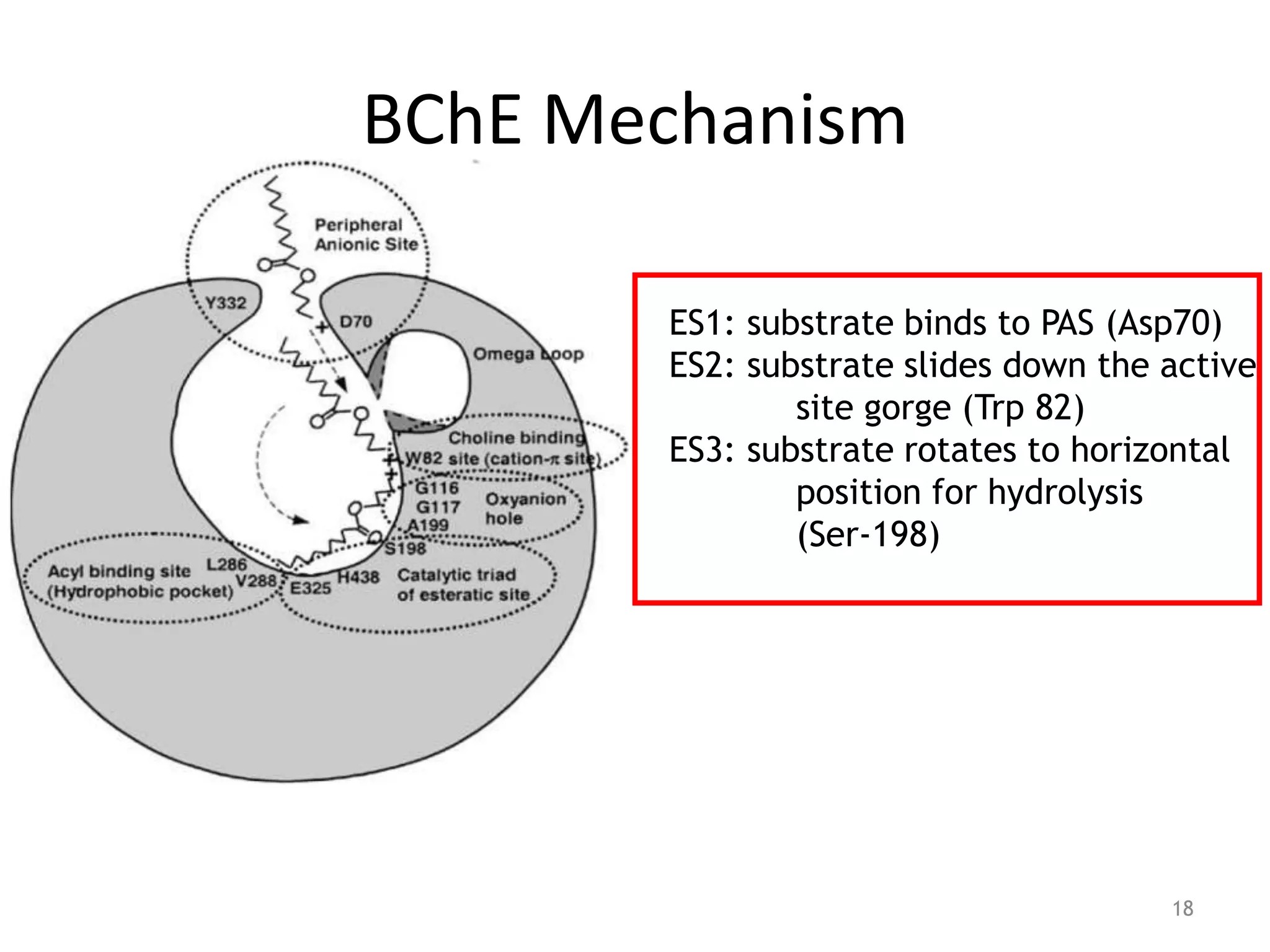Butyrylcholinesterase Overview: Substrates Inhibitors Structure ...