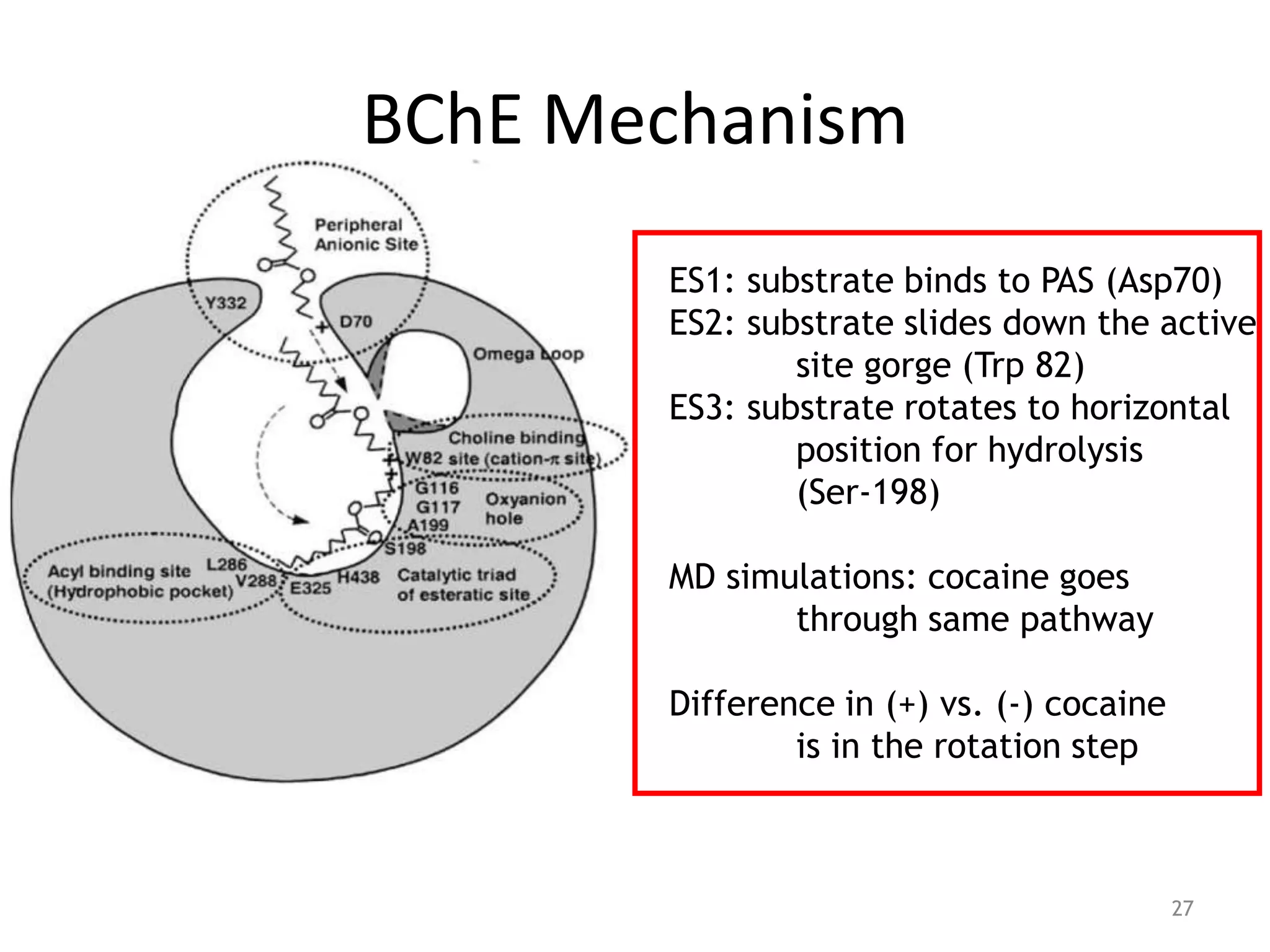 Butyrylcholinesterase Overview: Substrates Inhibitors Structure ...