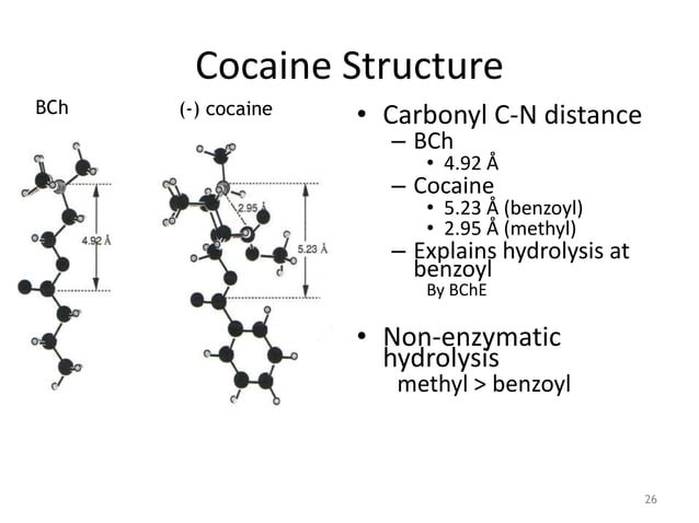 Butyrylcholinesterase Overview: Substrates Inhibitors Structure ...