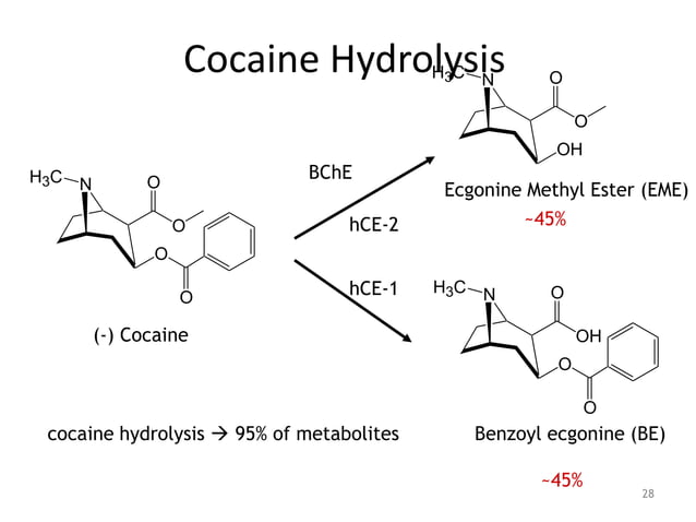Butyrylcholinesterase Overview: Substrates Inhibitors Structure ...