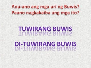 Buwis | PPT