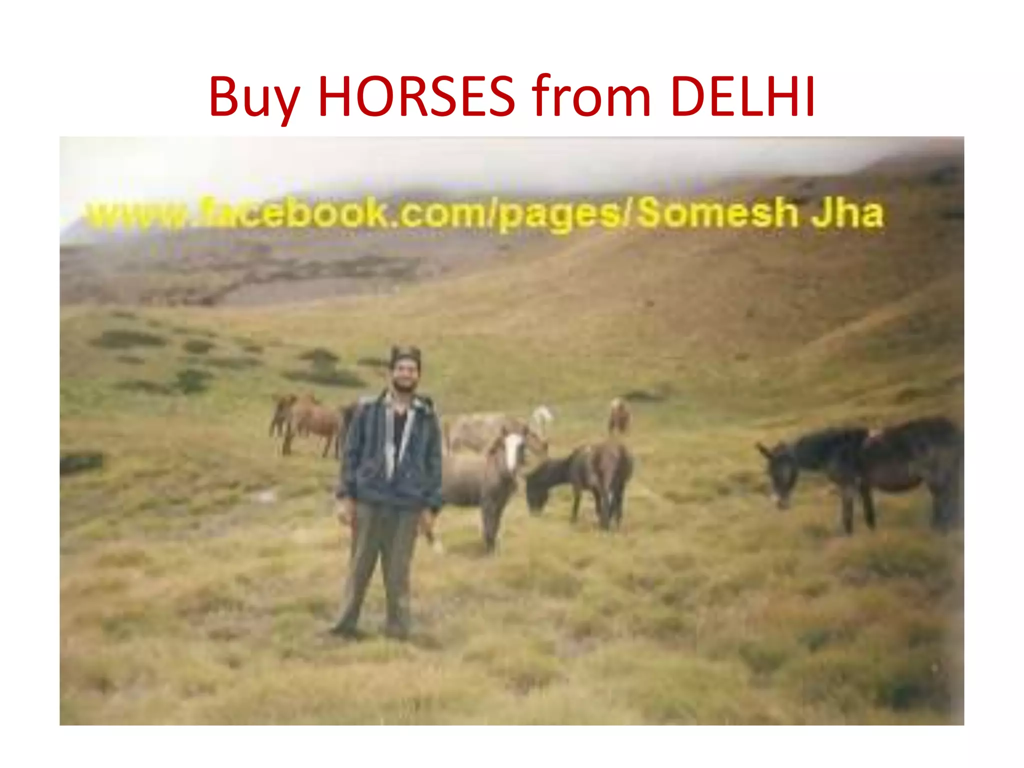 HORSE ghoda | PPTX