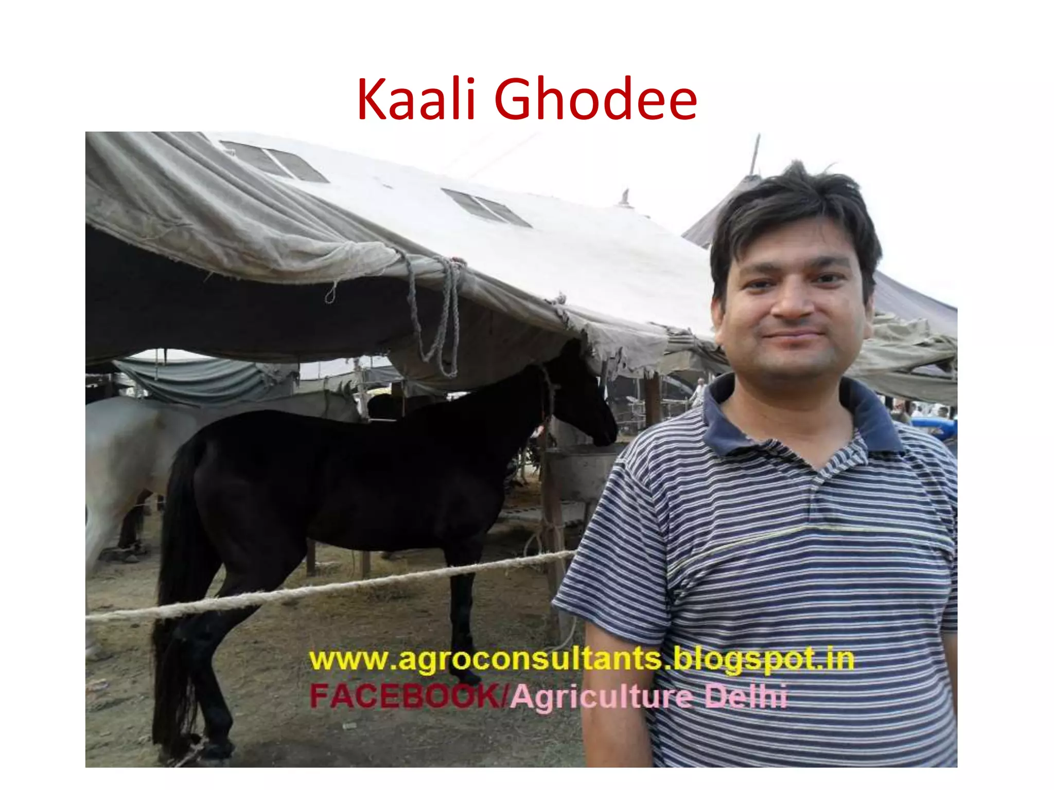 HORSE ghoda | PPTX