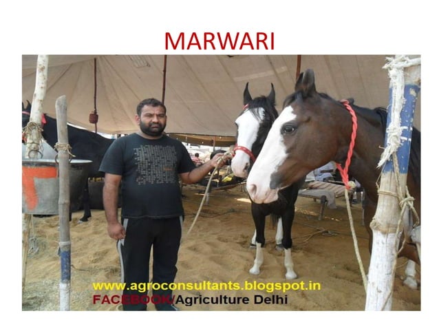 HORSE ghoda | PPTX