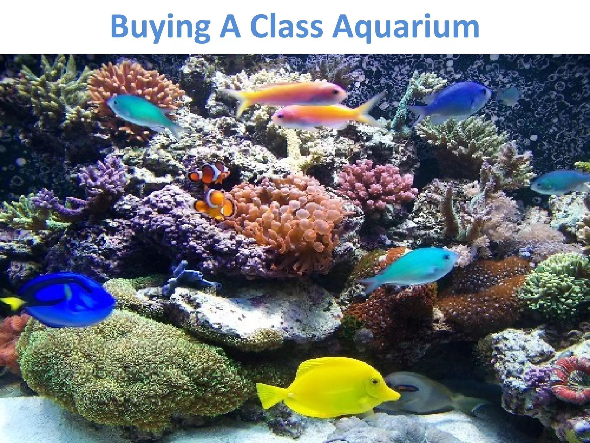 Buying A Class Aquarium | PPT | Fish and Aquariums | Pets