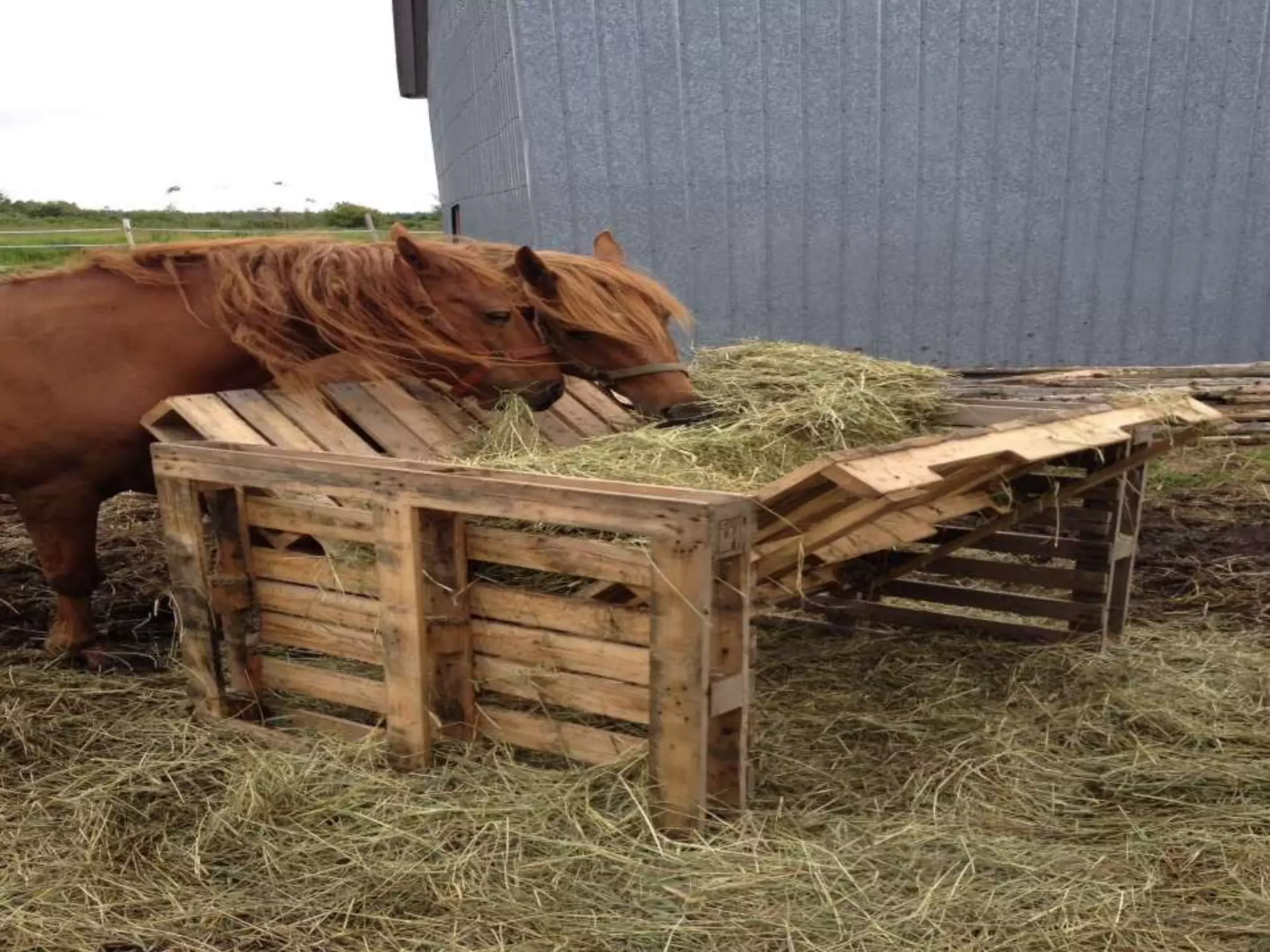housing of stable equine | PPTX