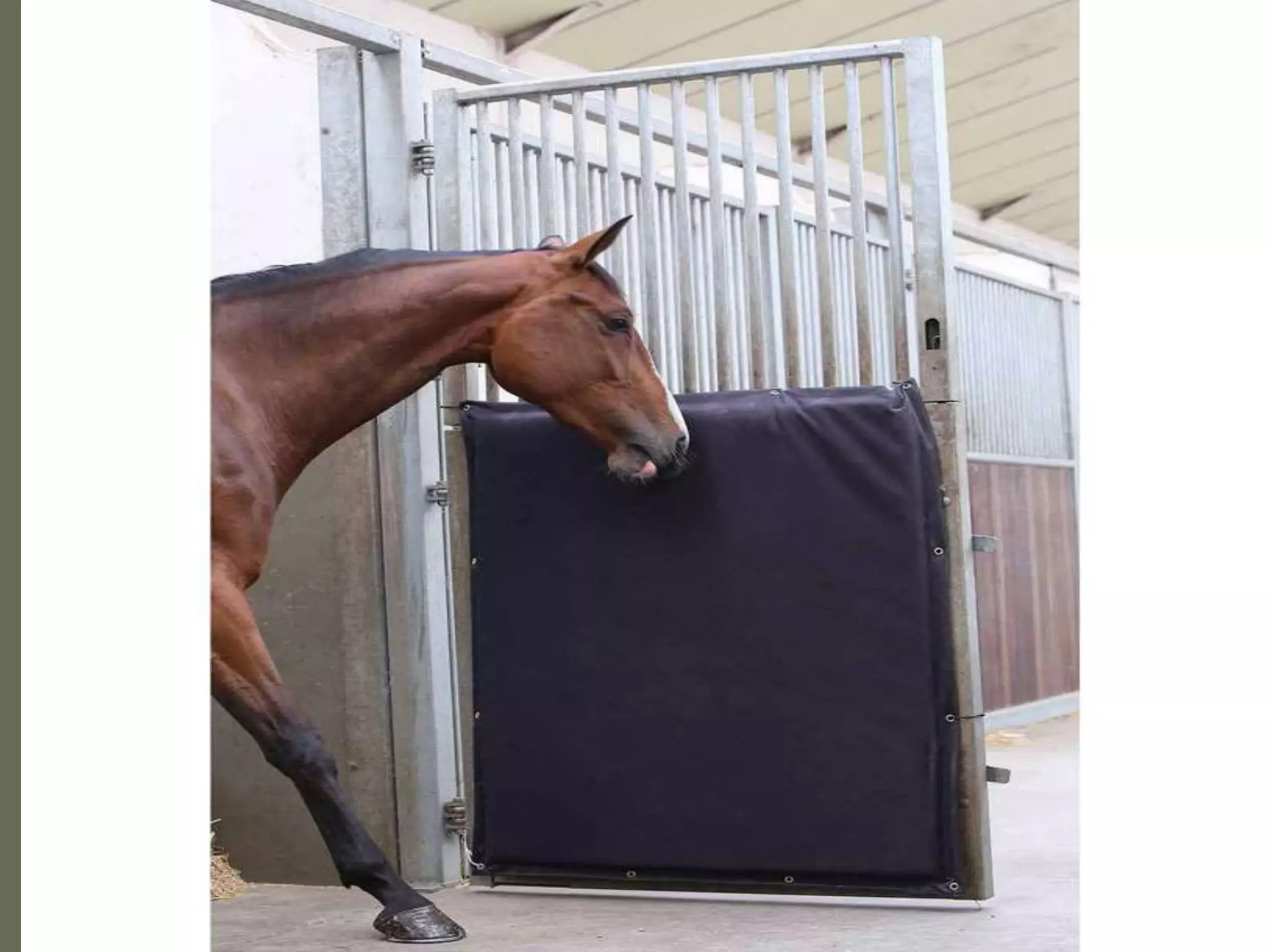 housing of stable equine | PPTX