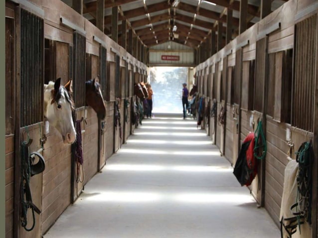 housing of stable equine | PPTX