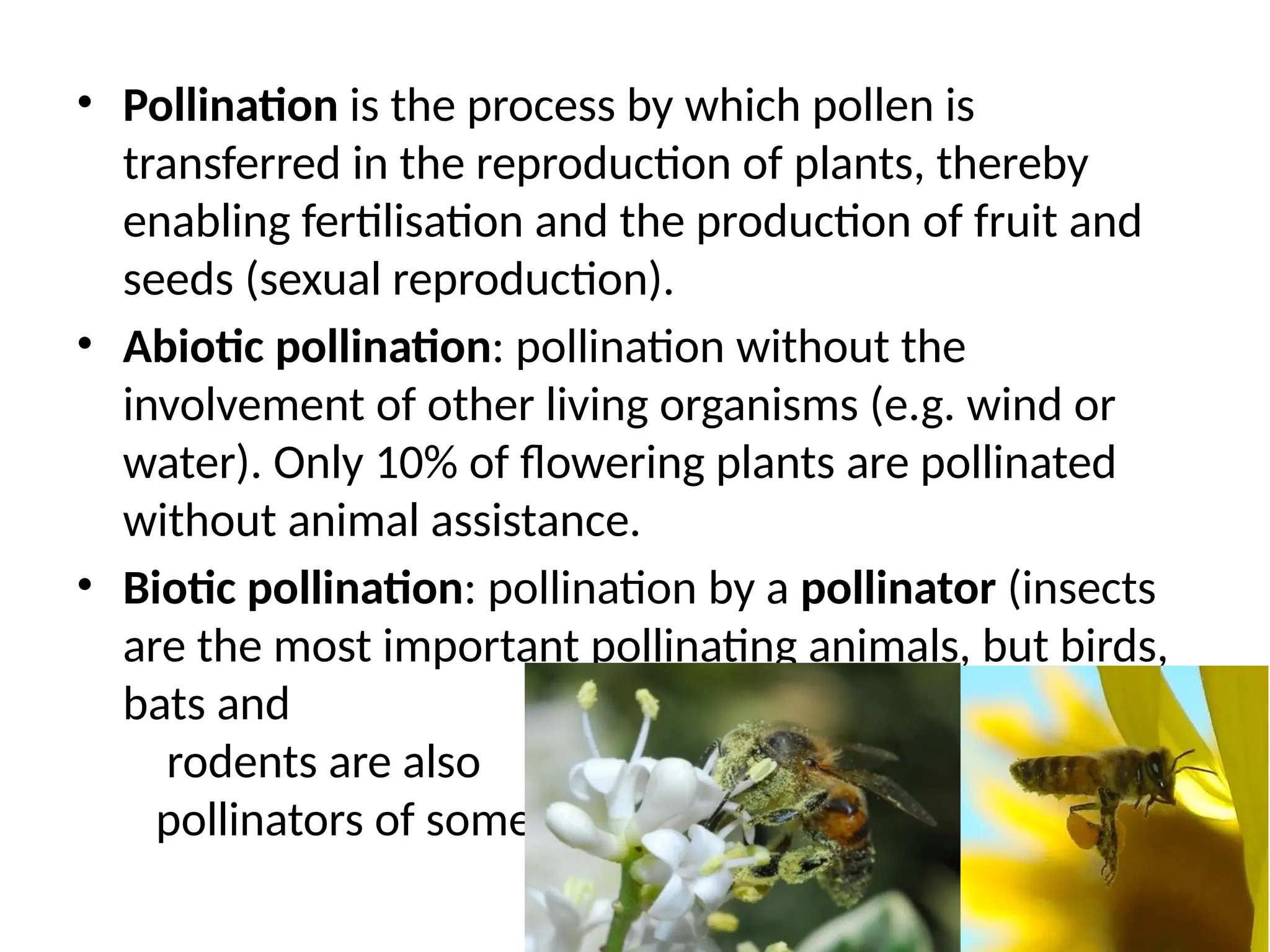 buzz-educatorspowerpoints.pptx pollination biology | PPTX