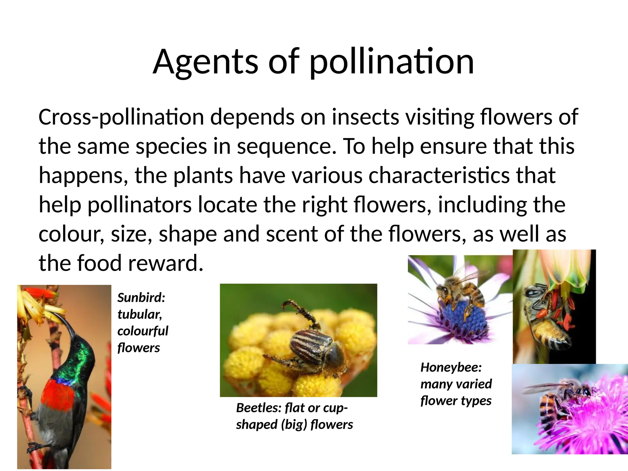 buzz-educatorspowerpoints.pptx pollination biology | PPTX