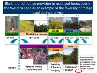 buzz-educatorspowerpoints.pptx pollination biology | PPT