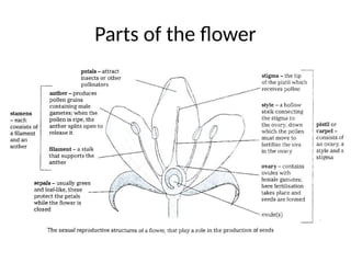 buzz-educatorspowerpoints.pptx pollination biology | PPT