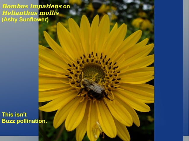 Buzz pollination short | PPT