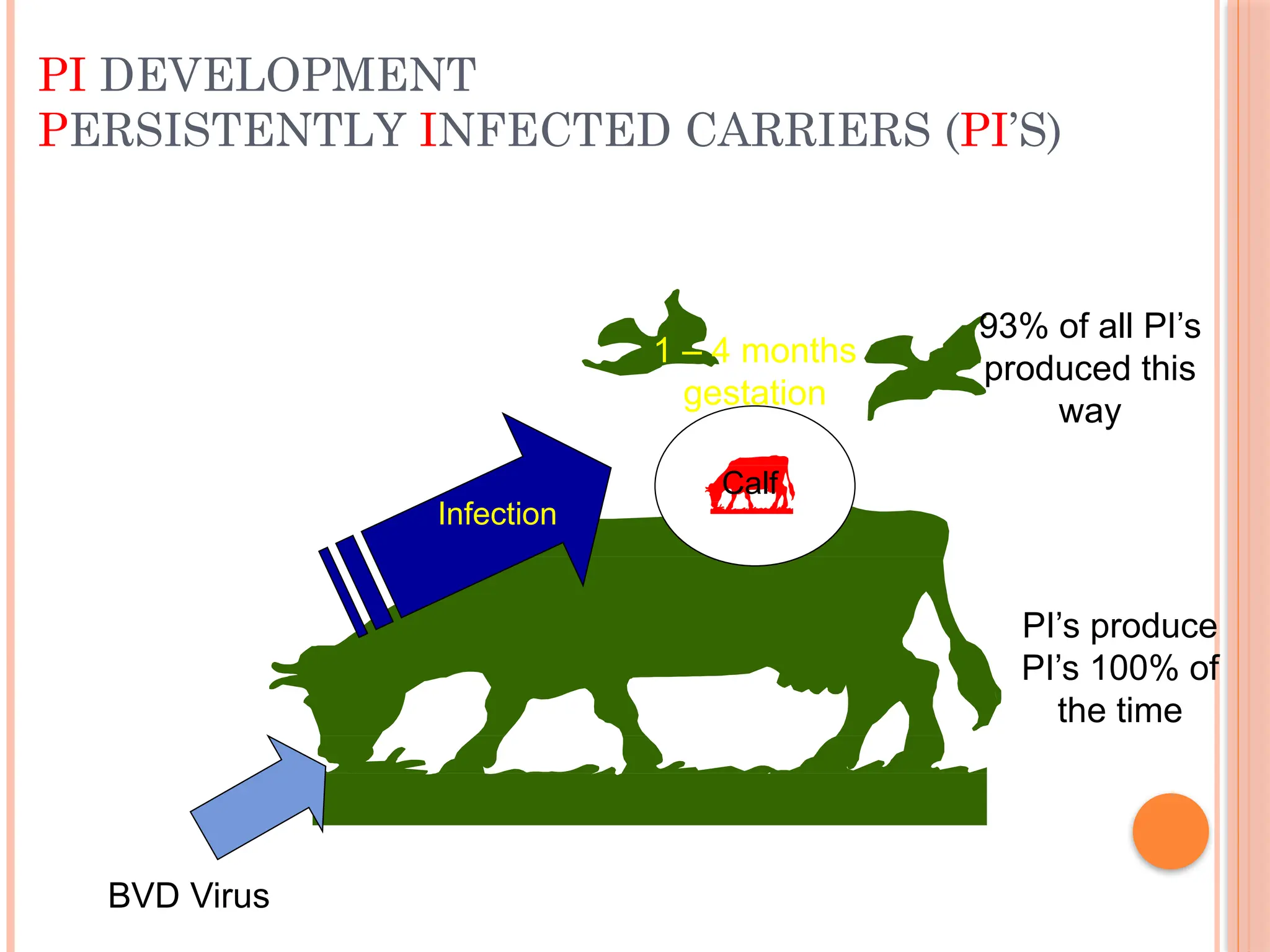 bovine viral diarrhoea and Mucosal Disease | PPTX
