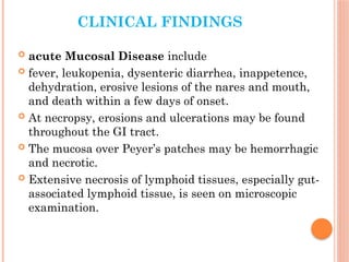 bovine viral diarrhoea and Mucosal Disease | PPTX