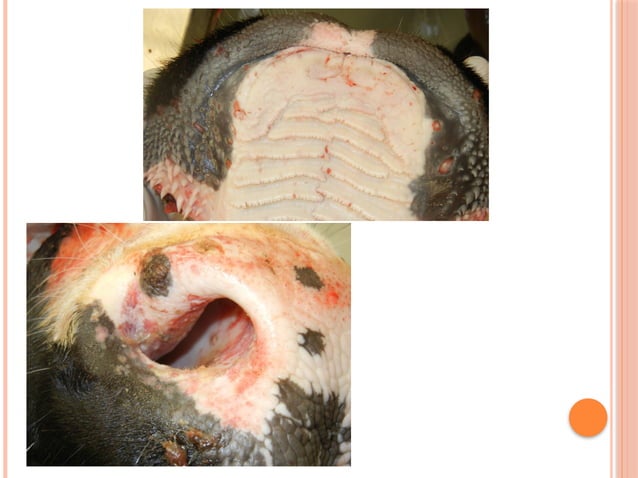bovine viral diarrhoea and Mucosal Disease | PPTX
