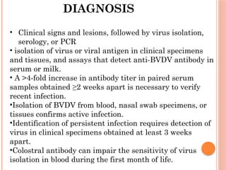 bovine viral diarrhoea and Mucosal Disease | PPTX