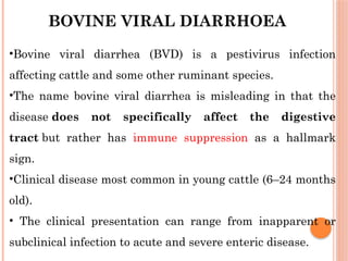 bovine viral diarrhoea and Mucosal Disease | PPTX