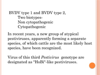 bovine viral diarrhoea and Mucosal Disease | PPTX