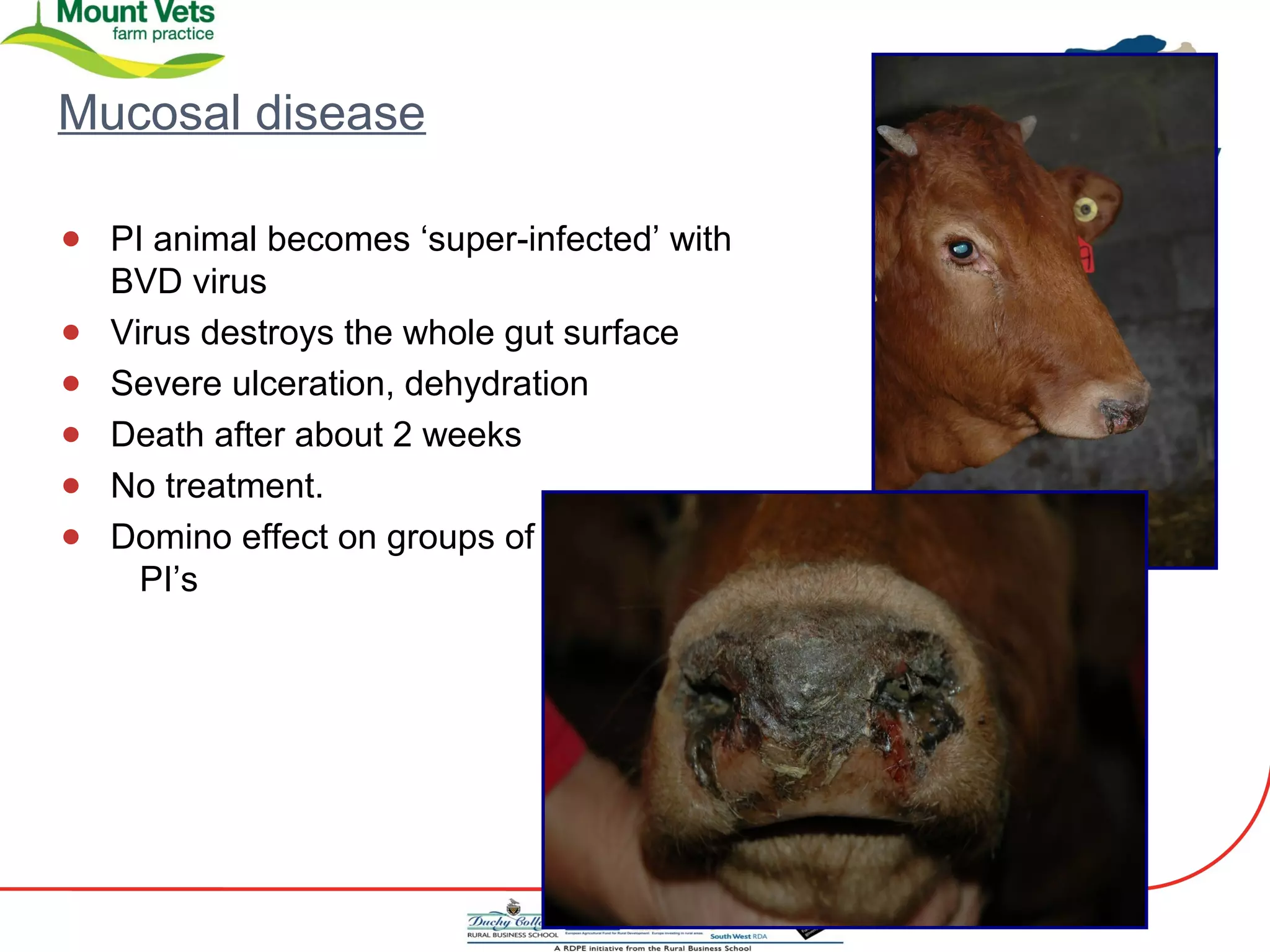 Bovine Viral Diarrhoea | PPT