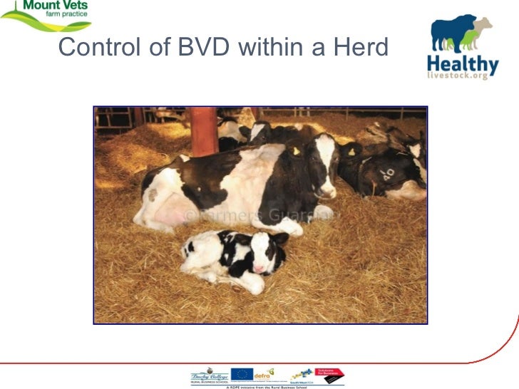 Bovine Viral Diarrhoea